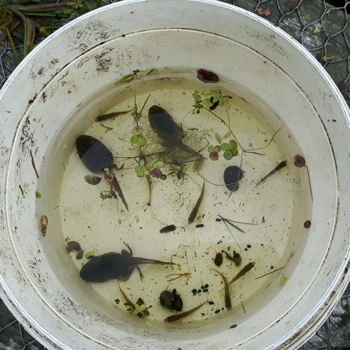 Wat leeft er in de sloot? - In het Landschap